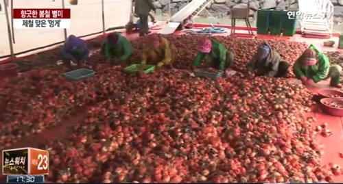 ‘바다의 파인애플’ 멍게, ‘체중감량·피부미용’ 이외에 효능 보니