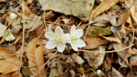 봄의 전령 ‘복수초·변산바람꽃’ 무등산에 만개