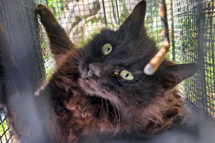 무허가 사냥용 공기총으로 주택가 길고양이 쏴 죽인 60대 검거(종합)